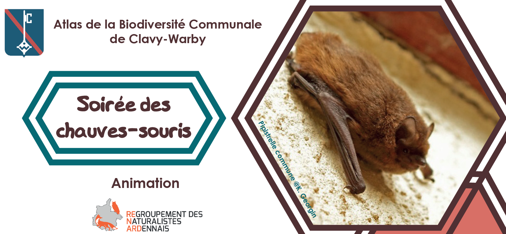 Animation chauves souris - clavy-warby